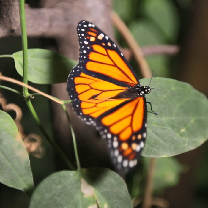 Buinzoo - MARIPOSARIO TROPICAL