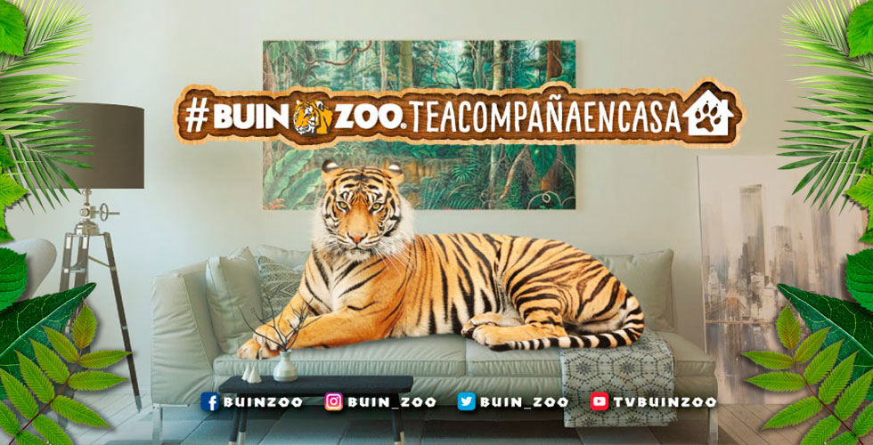 Buinzoo - BUIN ZOO TE ACOMPAÑA EN CASA